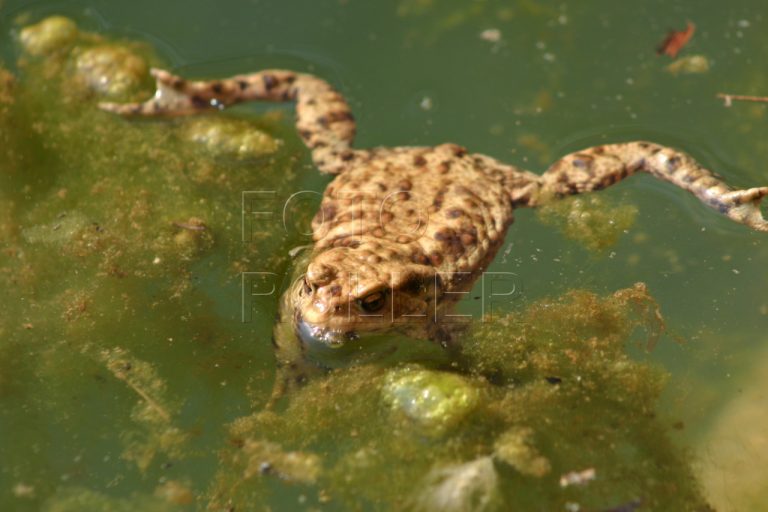 ropucha obecná (5) - Pestrá Zahrada