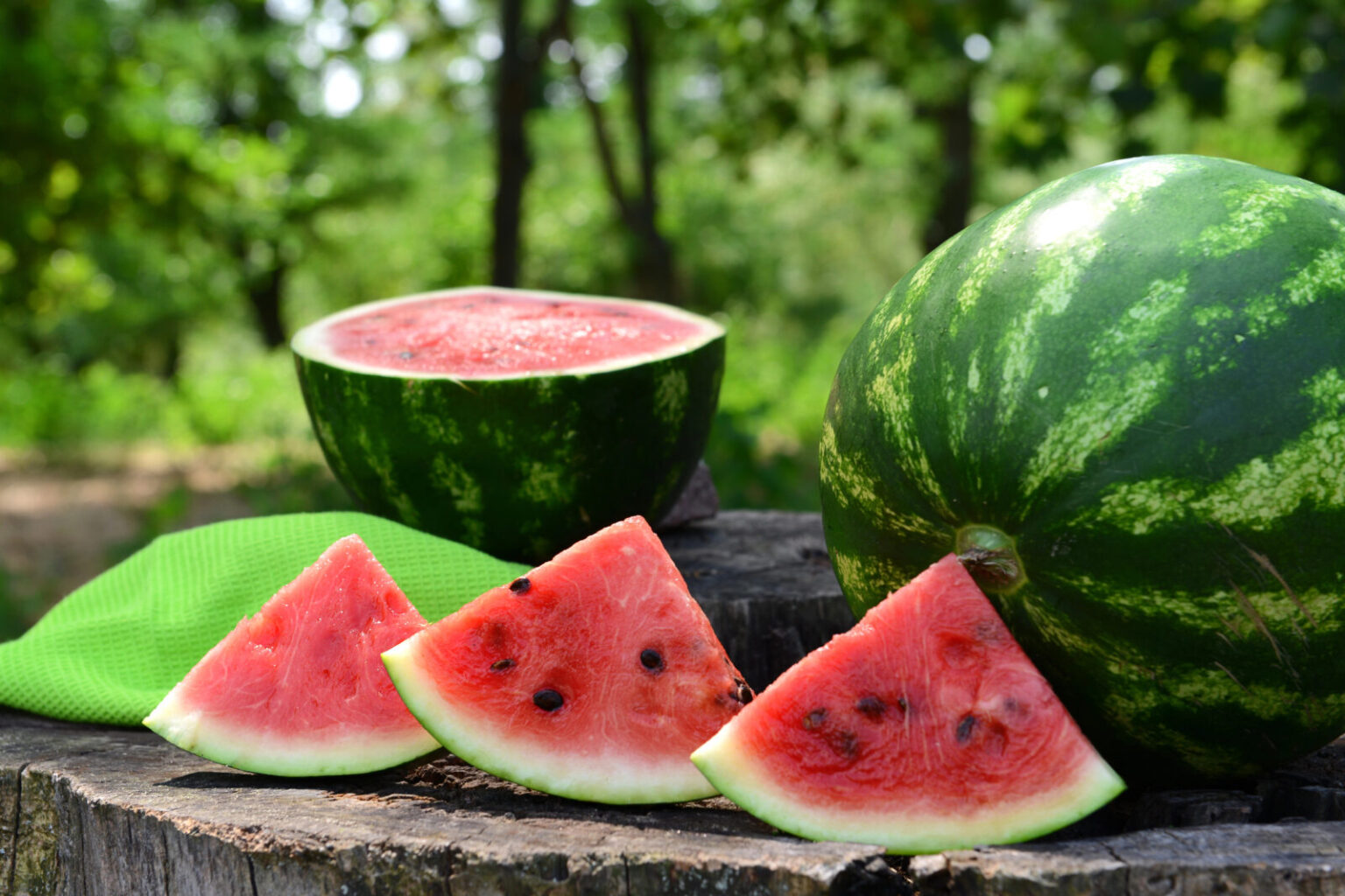 Jak pěstovat meloun na zahradě - Pestrá Zahrada