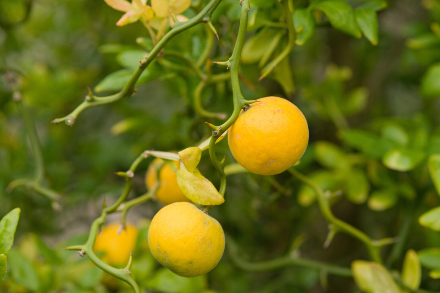 Exotický nejen okrasný citrus do zahrady, který plodí v zimě a přežije ...