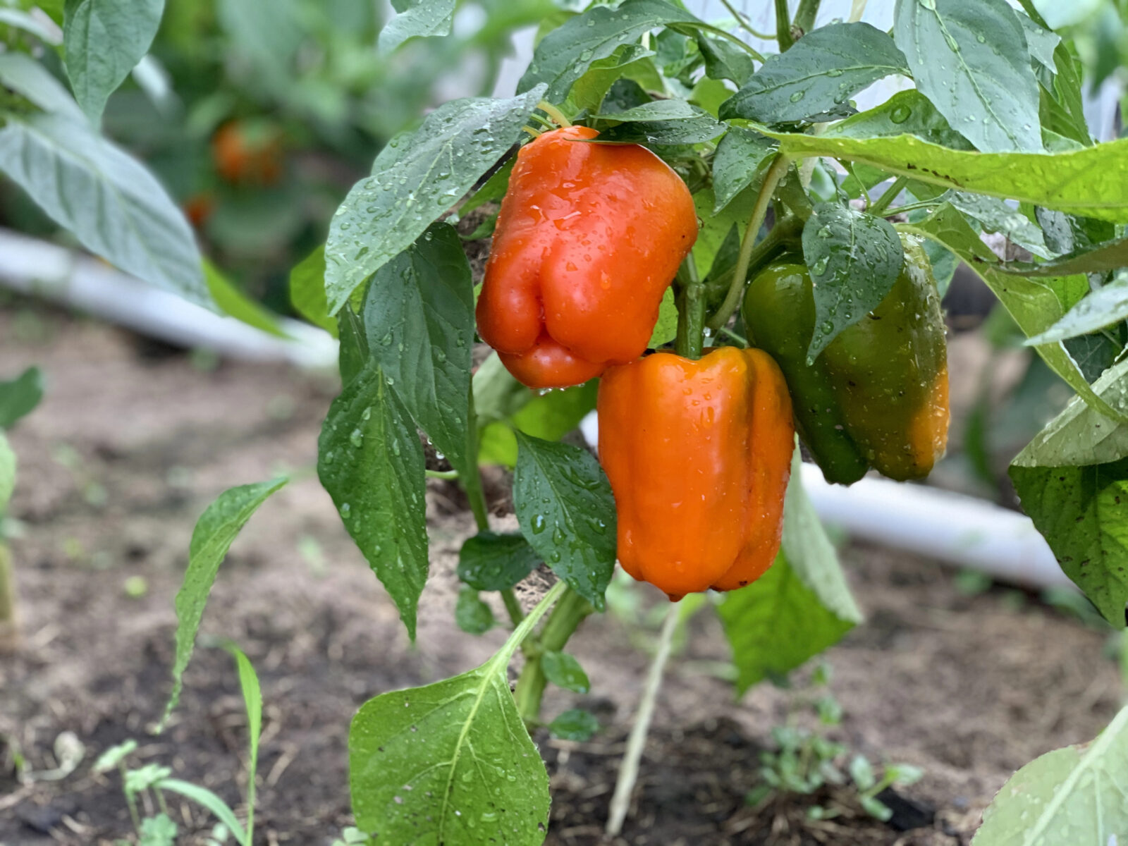 Paprika / Foto: Depositphotos - Pestrá Zahrada